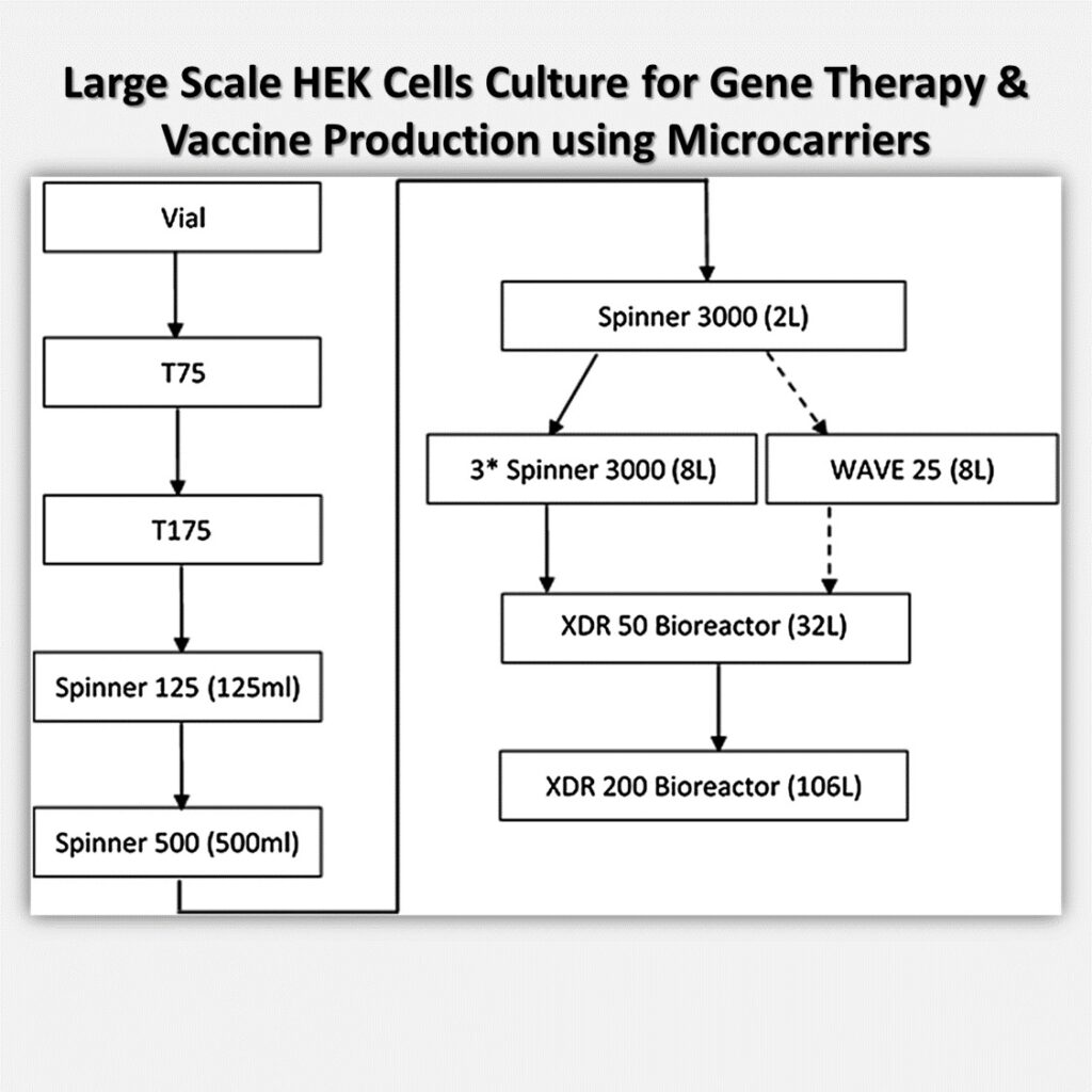 Large-scale microcarrier culture of HEK293T cells and Vero cells in ...