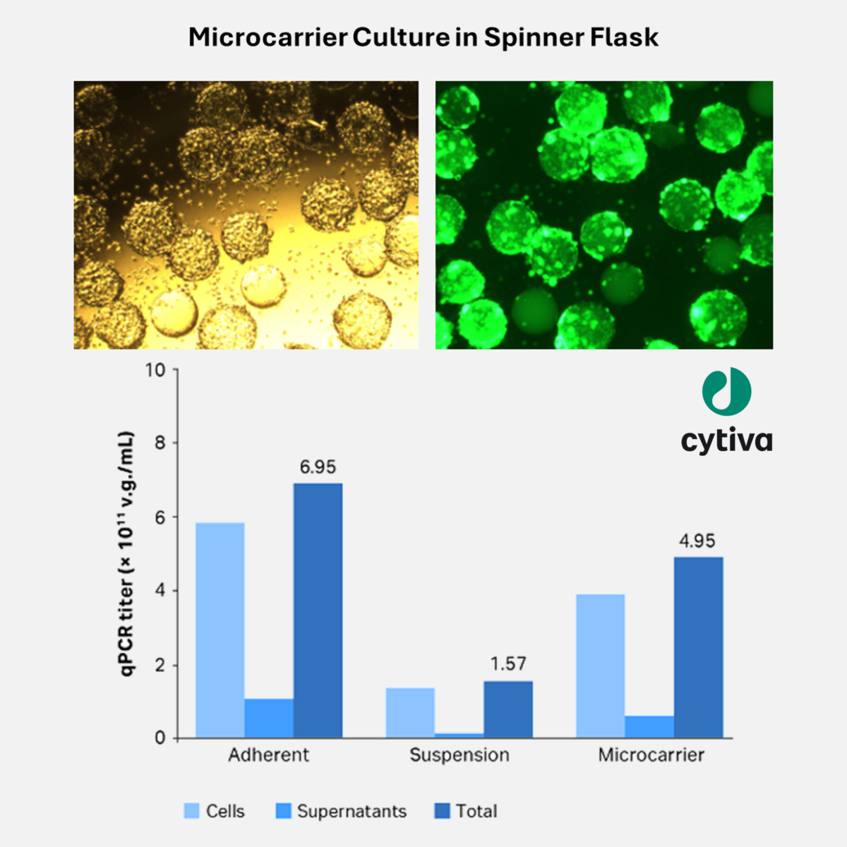 AAV Production Using Microcarriers Shows Higher Viral Production Yield ...