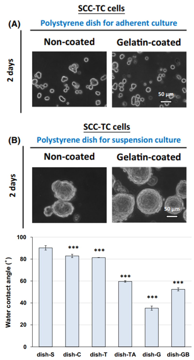 Different morphologies of HEK293T cells in various types of culture ...