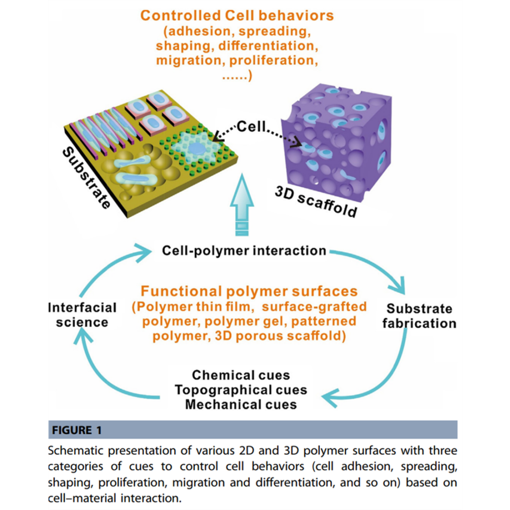 The Power of Functional Polymer Surfaces in Controlling Cell Behaviors ...