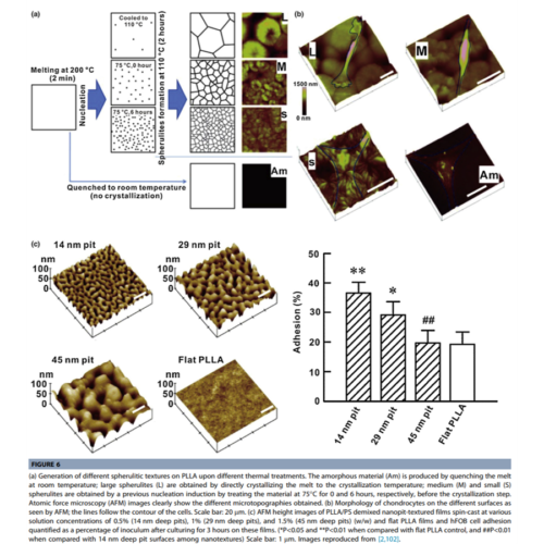 The Power of Functional Polymer Surfaces in Controlling Cell Behaviors ...