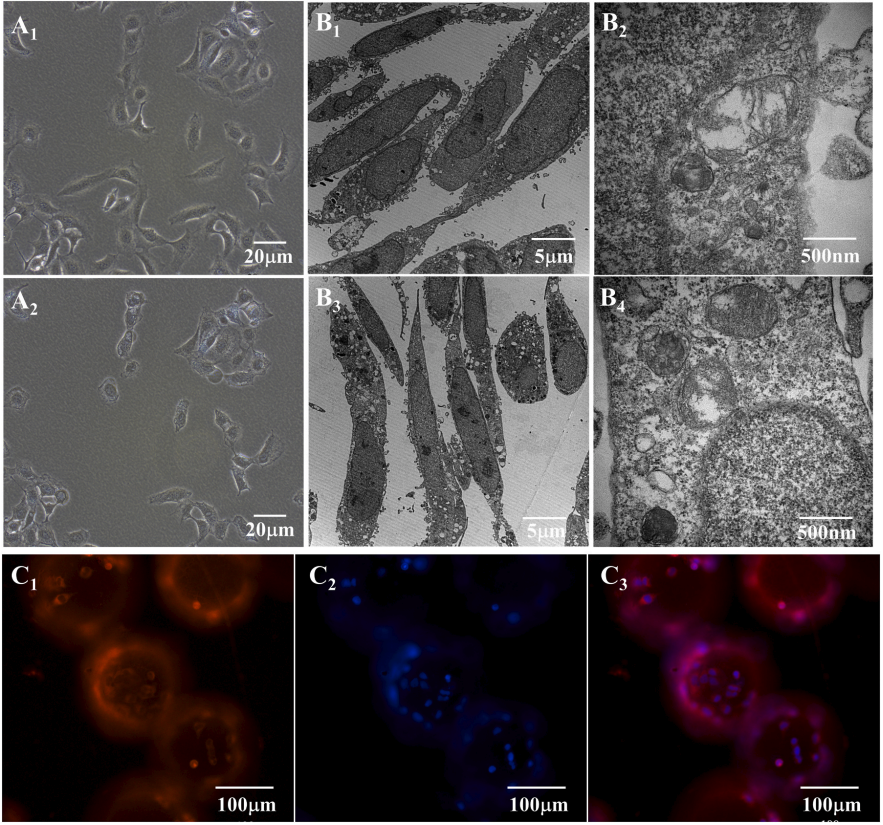 Harnessing Microcarrier Culture for Large-Scale Screening of Active ...
