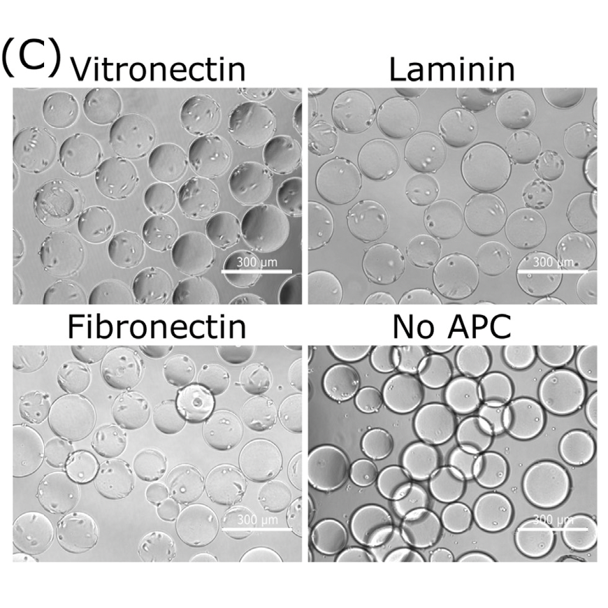 Why Customisable Microcarriers Are Essential for Scalable Cultured Meat ...