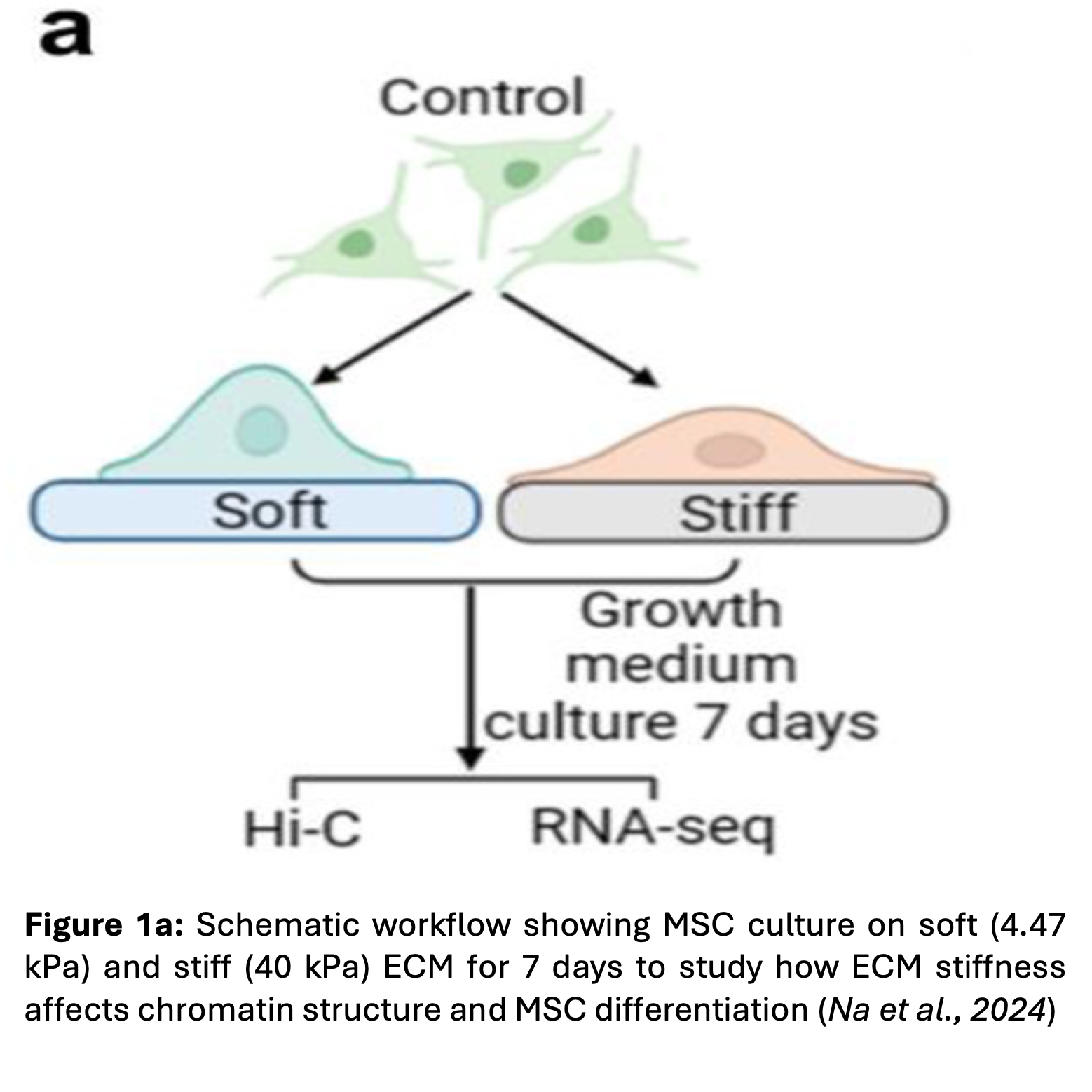 The Impact of ECM Stiffness on MSC Differentiation – Why Stiffness ...