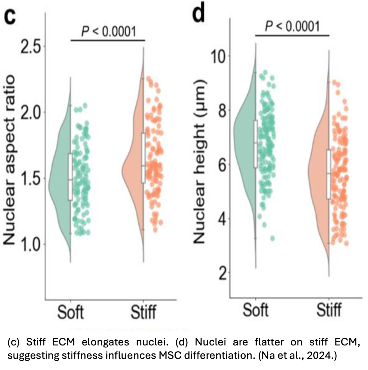 The Impact of ECM Stiffness on MSC Differentiation – Why Stiffness ...