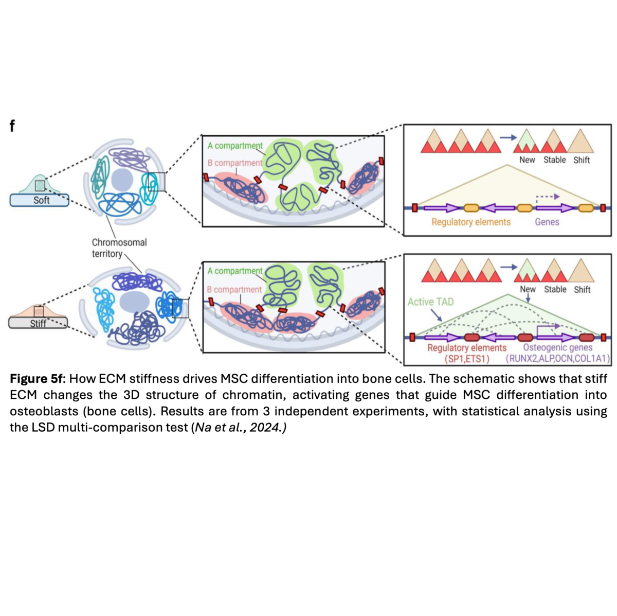 The Impact of ECM Stiffness on MSC Differentiation – Why Stiffness ...