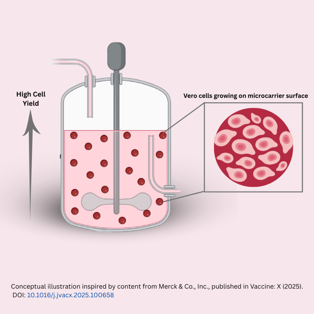 Scalable Dengue Vaccine Production Using Vero Cells and Microcarriers ...