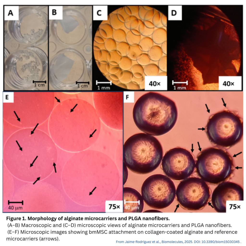 How Collagen Coatings Improve Microcarriers for Mesenchymal Stem Cell ...